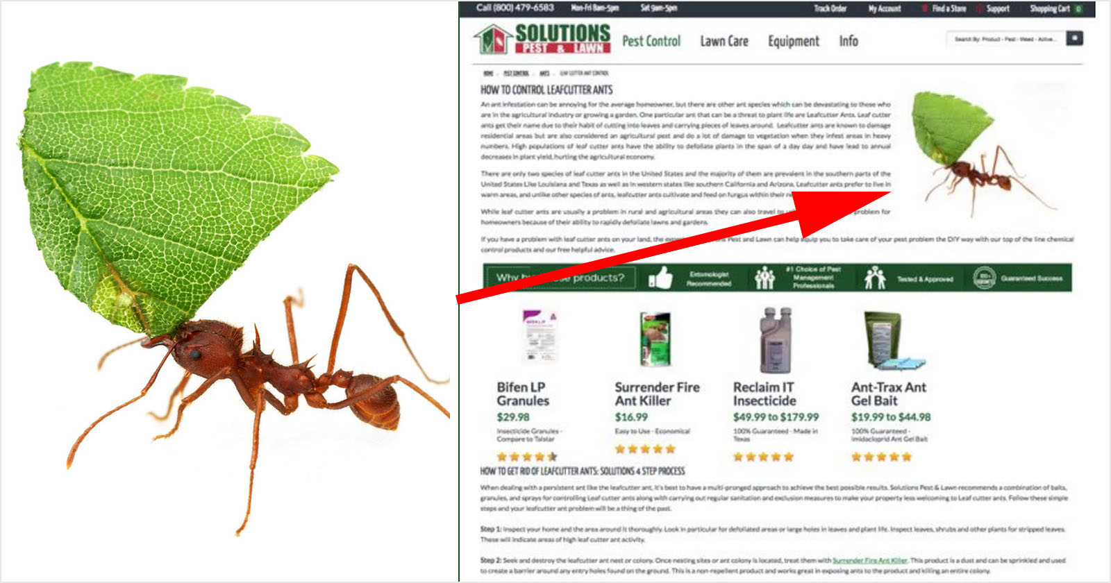 Insect Photographer Sues Pest Control Company for $2.7 Million | PetaPixel