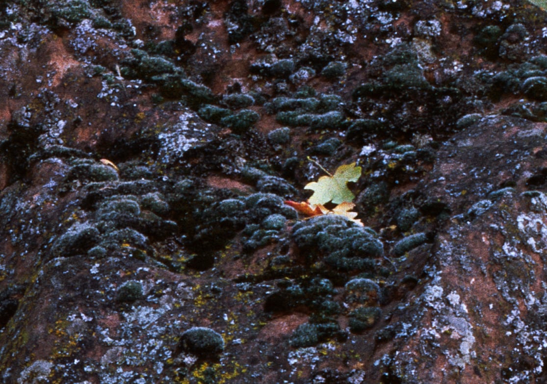 Pixel-Peeping a 709-Megapixel Photo Scanned from 8x10 Slide Film ...