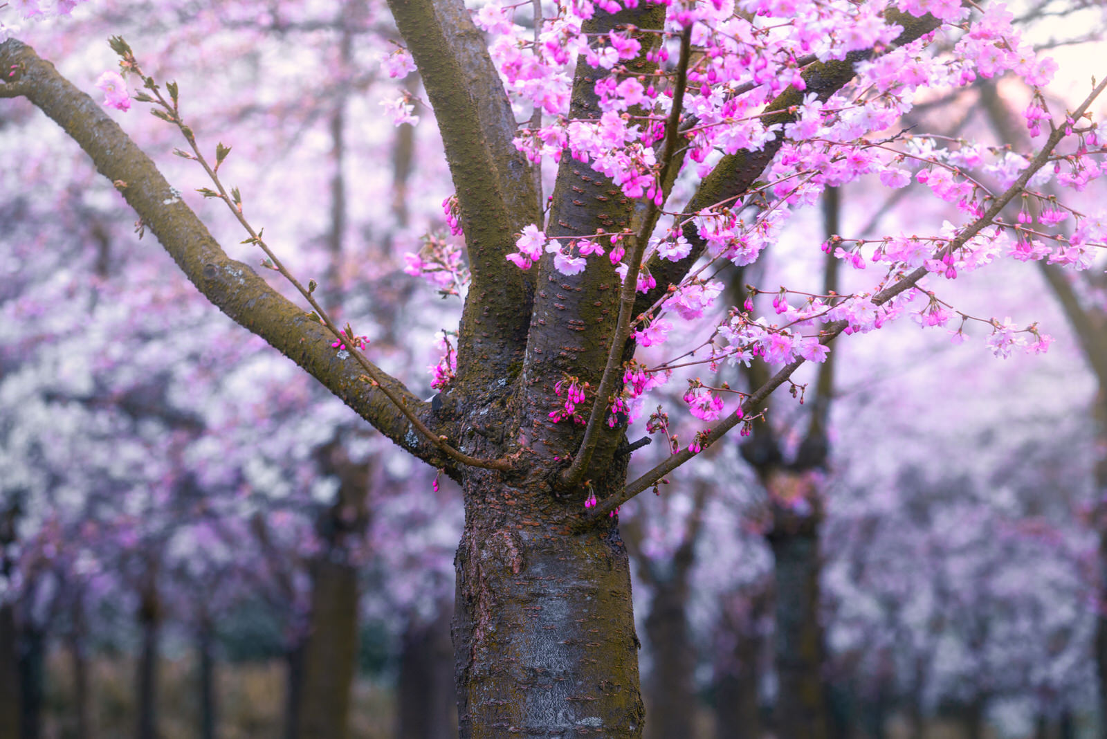 I Photographed Cherry Blossoms... in Amsterdam | PetaPixel