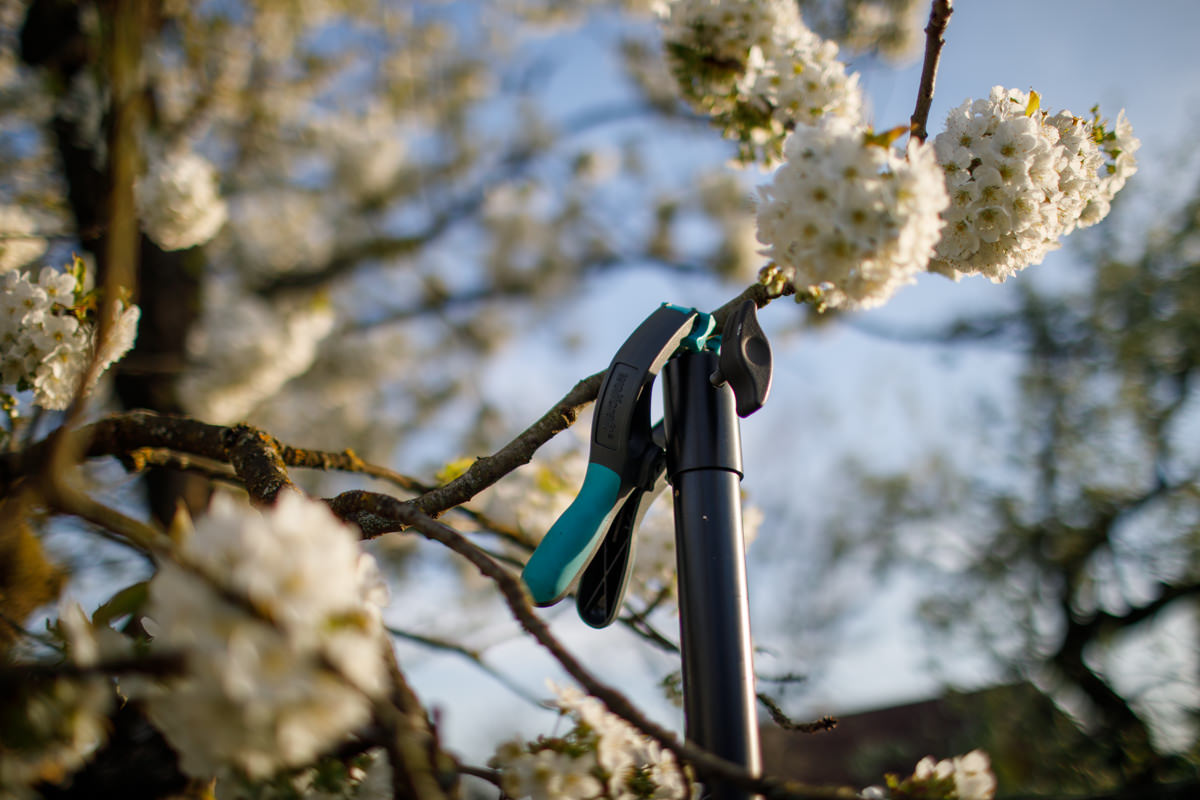 Shooting a Wet Plate Macro of a Cherry Blossom High on a Tree | PetaPixel