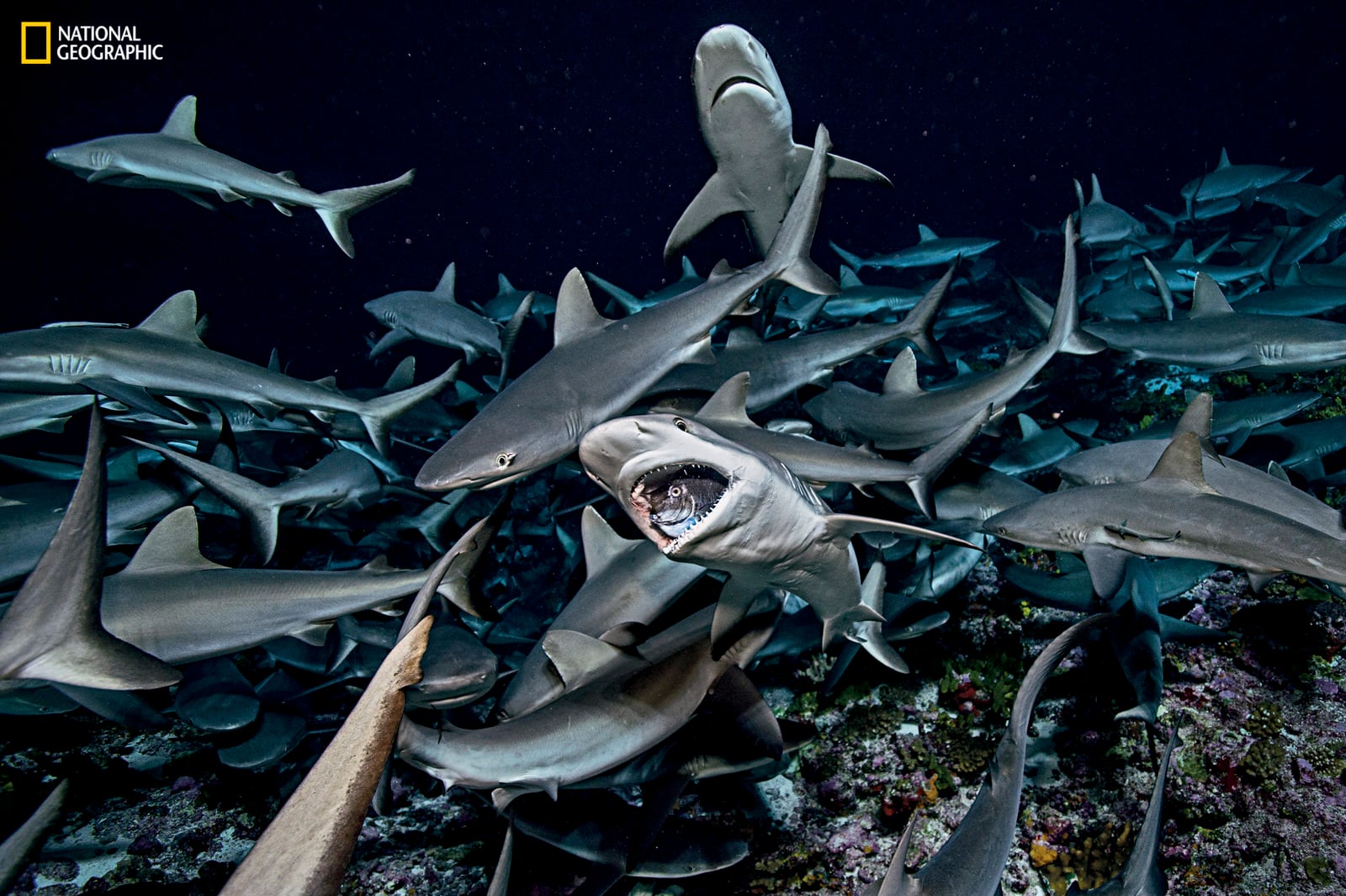 Rare Photos of a Shark Feeding Frenzy | PetaPixel