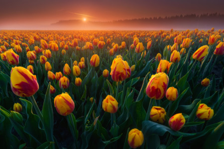 Photos of Dutch Tulips from the Ground and Sky | PetaPixel