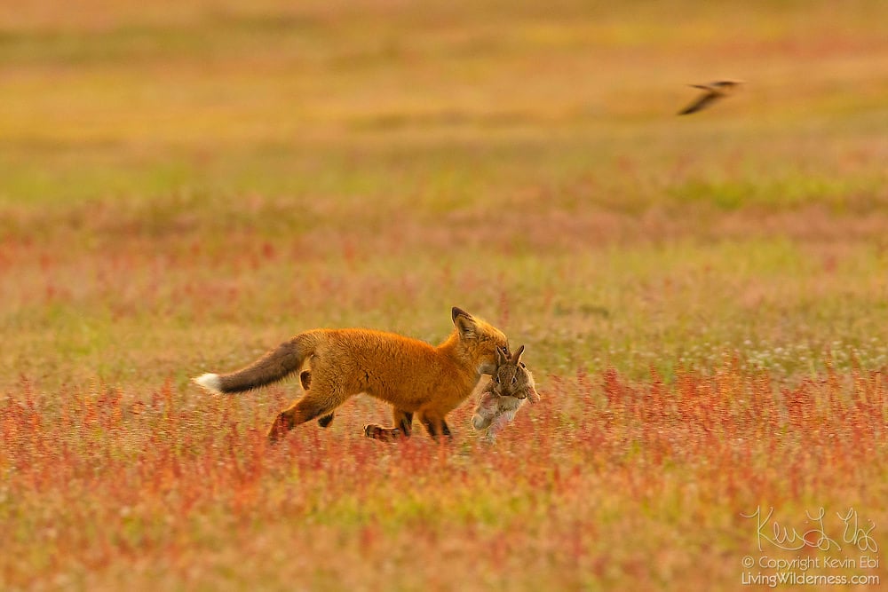 Photographer Captures Eagle and Fox Fighting Over Rabbit in Midair ...