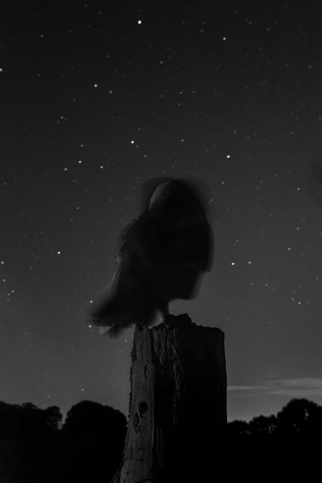 Shooting Infrared Photos of Barn Owls at Night | PetaPixel