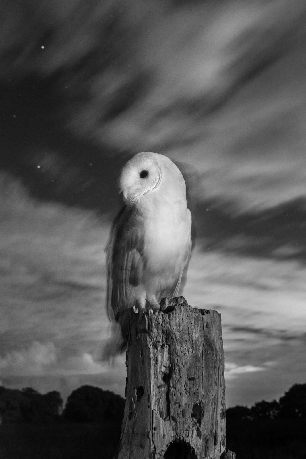 Shooting Infrared Photos of Barn Owls at Night | PetaPixel