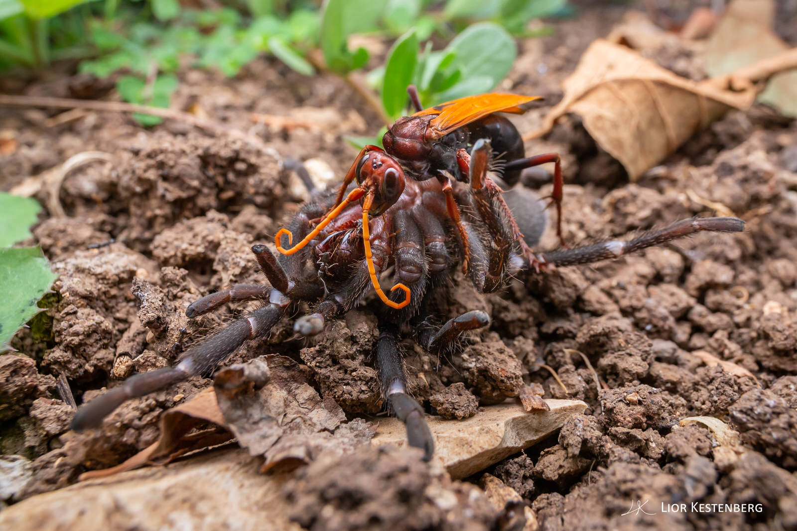 How I Captured a Wasp Paralyzing a Tarantula | PetaPixel