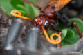How I Captured a Wasp Paralyzing a Tarantula | PetaPixel