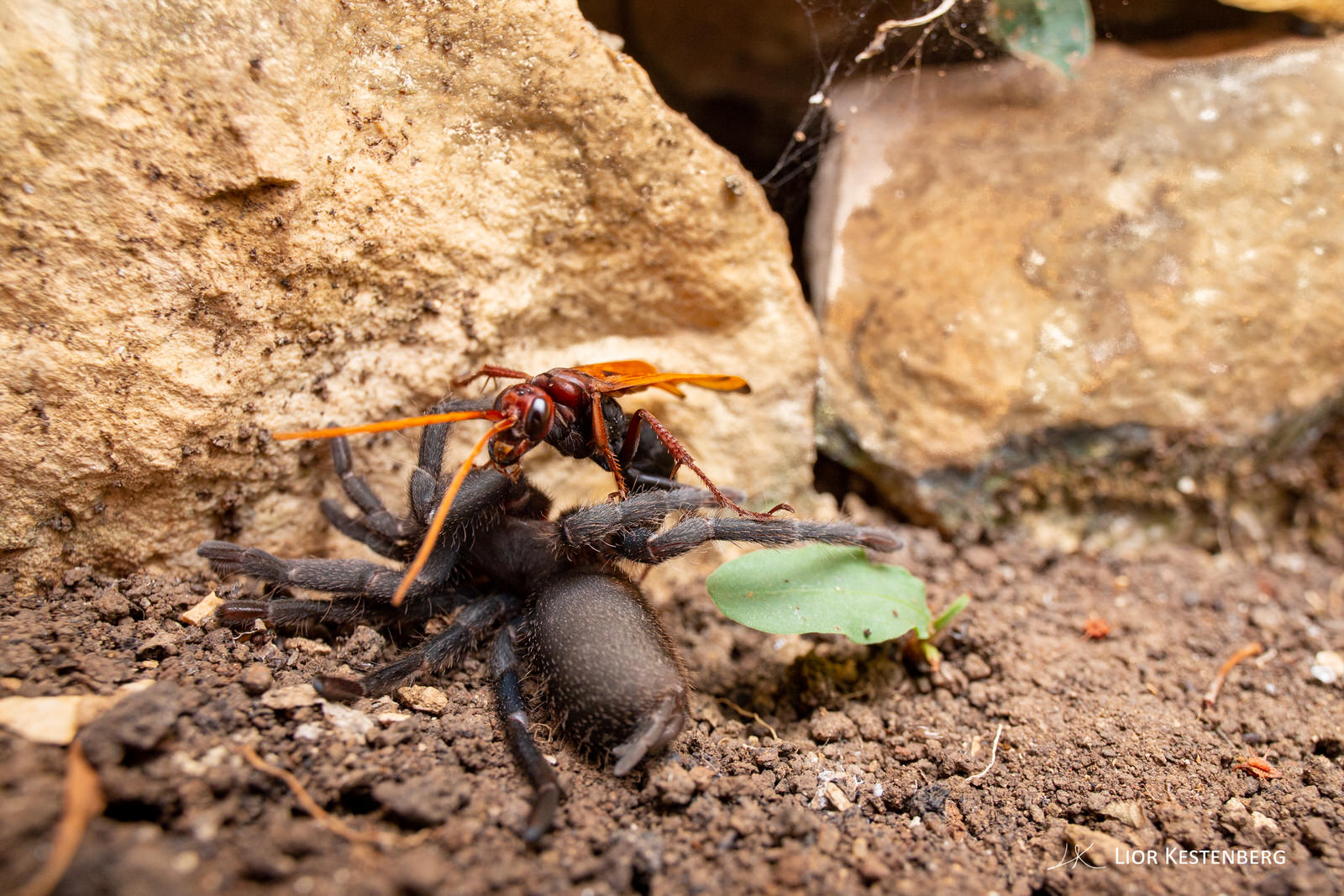 How I Captured a Wasp Paralyzing a Tarantula | PetaPixel