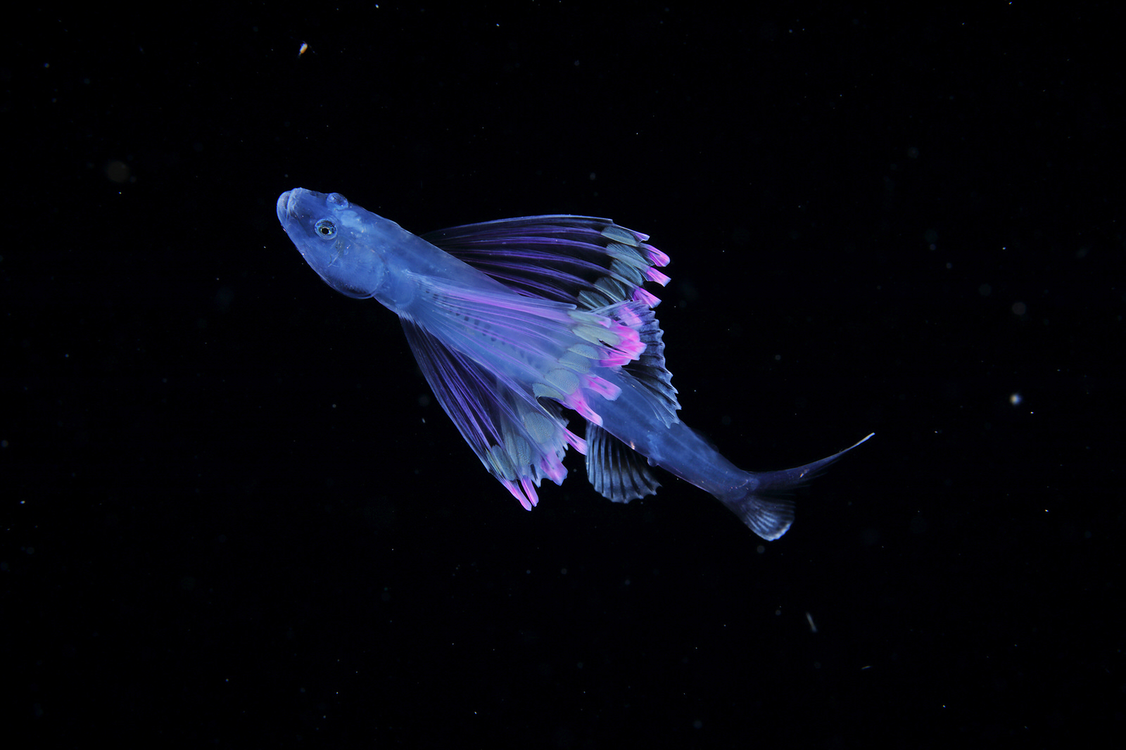 Photos of Tiny Underwater Creatures Glowing Like Jewels of the Sea ...