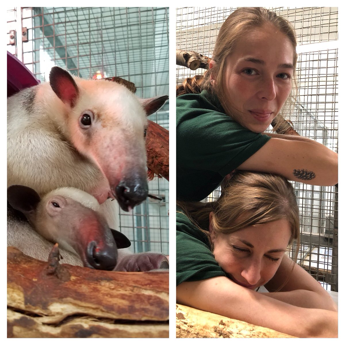 Photos of Zookeepers as the Animals They Care For | PetaPixel