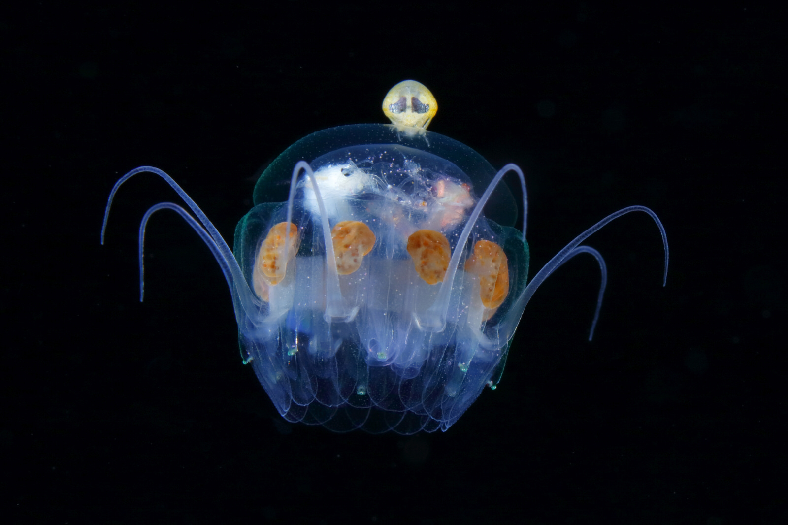 Photos of Tiny Underwater Creatures Glowing Like Jewels of the Sea ...