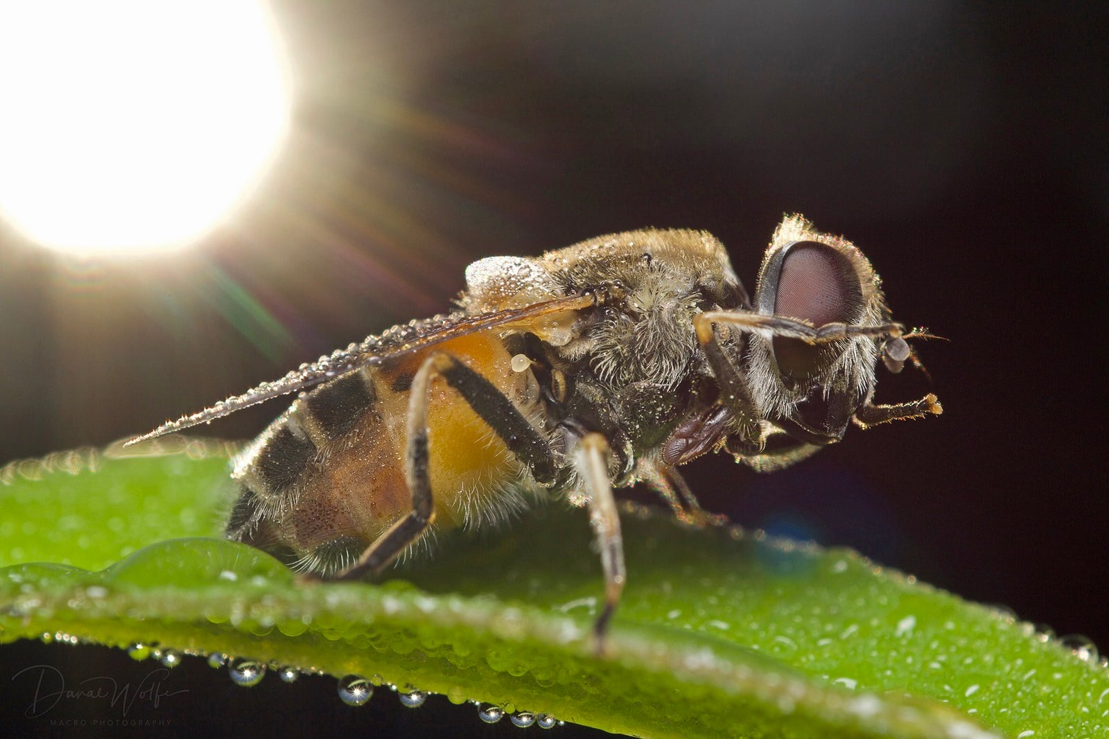 How to Photograph Bugs in Front of a Sunrise | PetaPixel