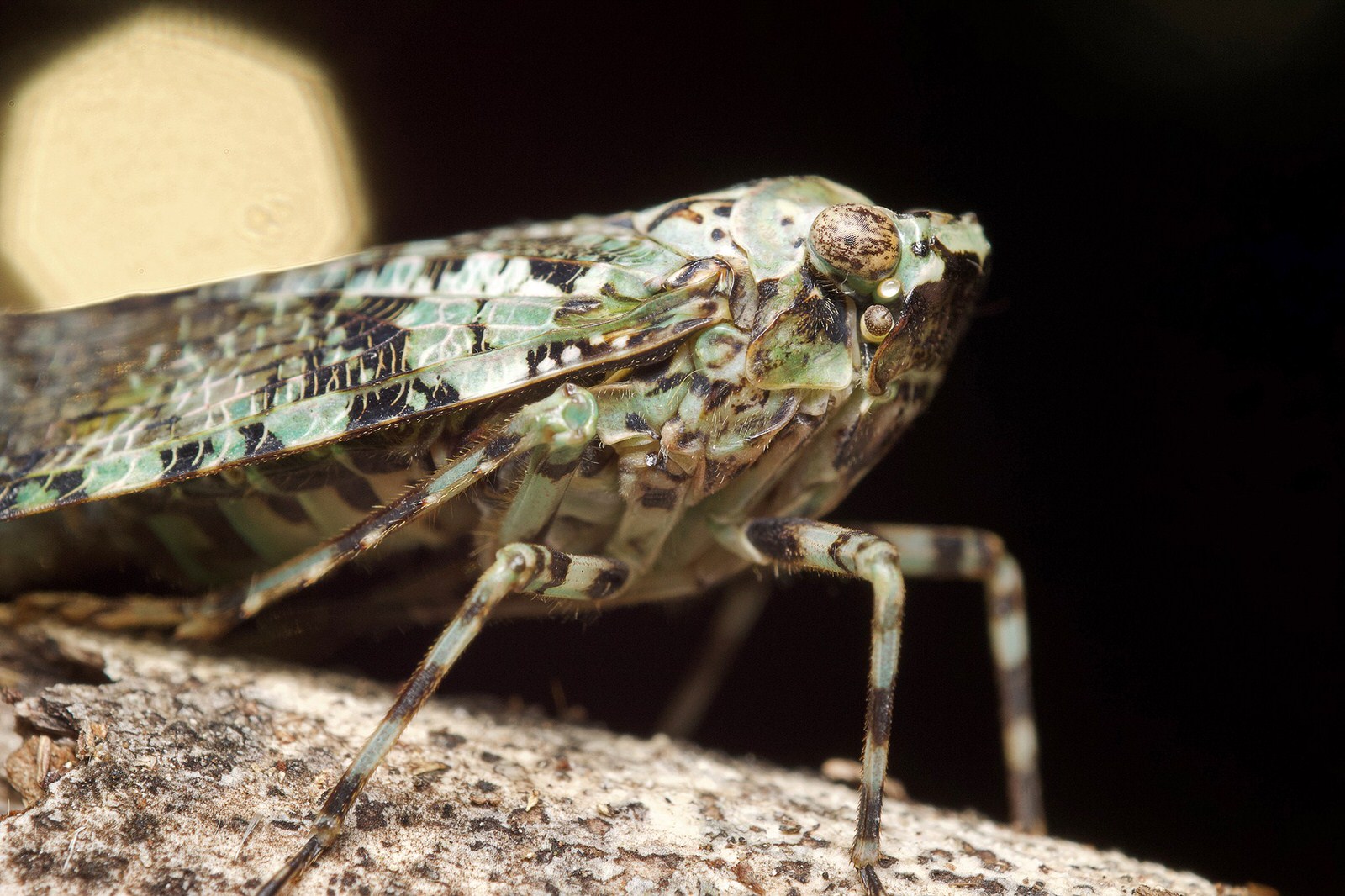 How to Photograph Bugs in Front of a Sunrise | PetaPixel