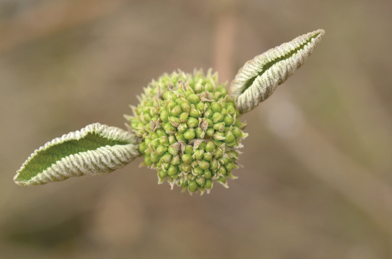 Leica Unveils the Elpro 52 for Shooting Macro with Existing M/TL Lenses ...