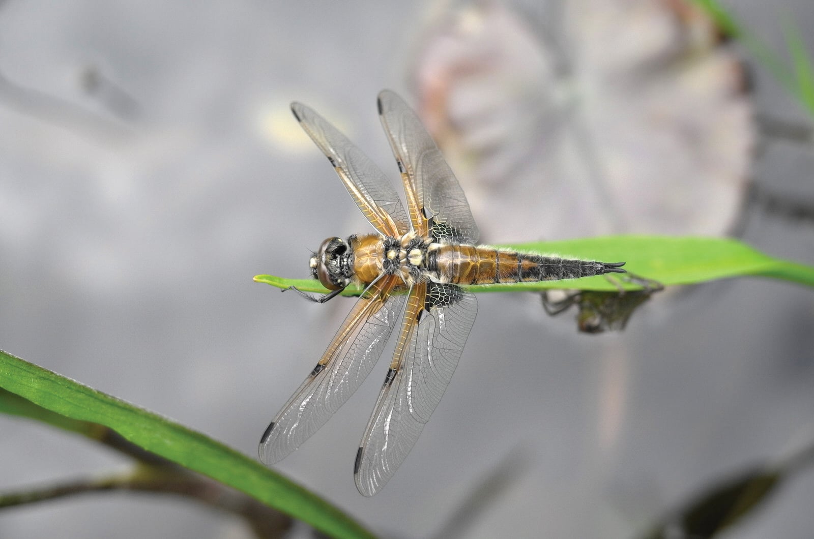 Leica Unveils the Elpro 52 for Shooting Macro with Existing M/TL Lenses ...