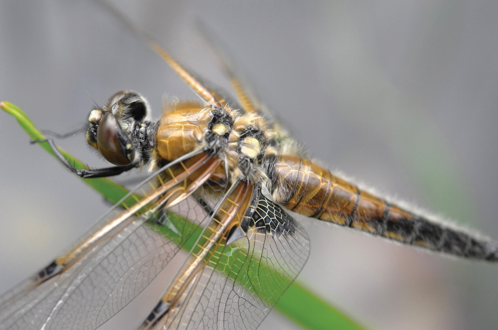 Leica Unveils the Elpro 52 for Shooting Macro with Existing M/TL Lenses ...