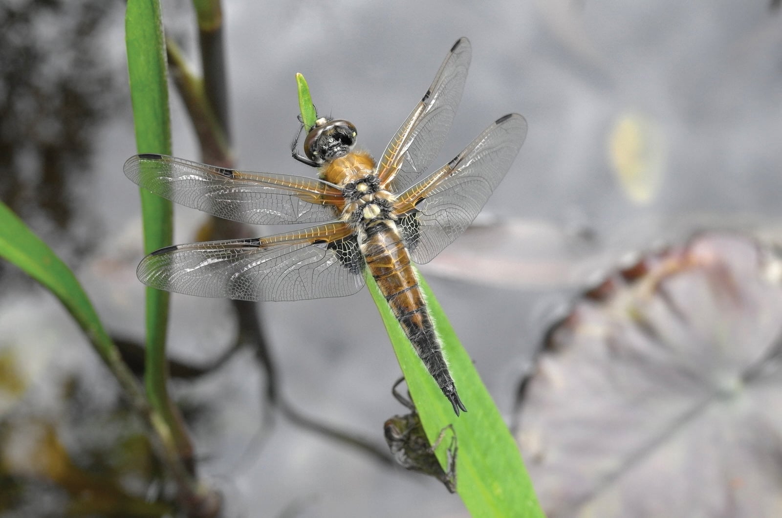 Leica Unveils the Elpro 52 for Shooting Macro with Existing M/TL Lenses ...