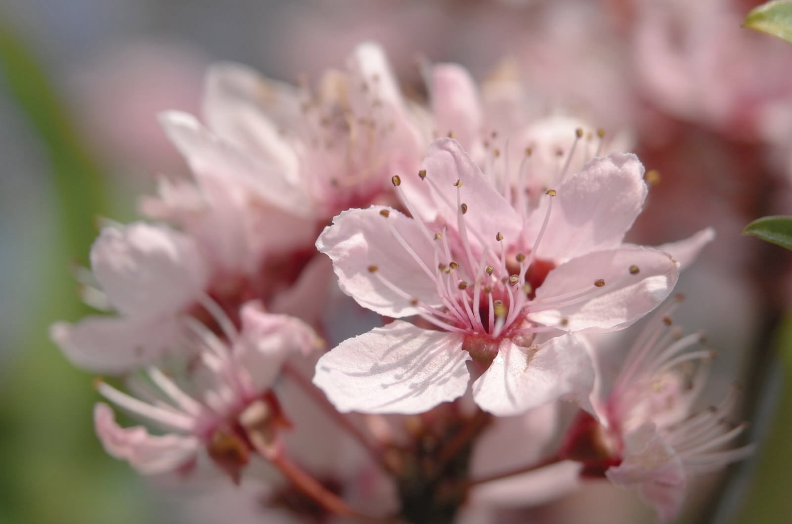 Leica Unveils the Elpro 52 for Shooting Macro with Existing M/TL Lenses ...