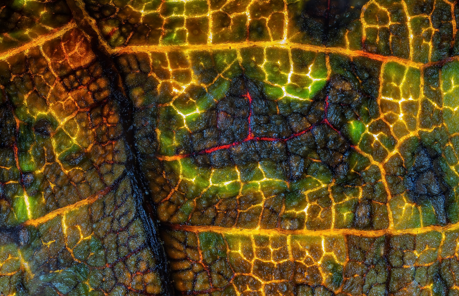 These Backlit, Macro Photos of Leaves Look Like Lava Landscapes | PetaPixel