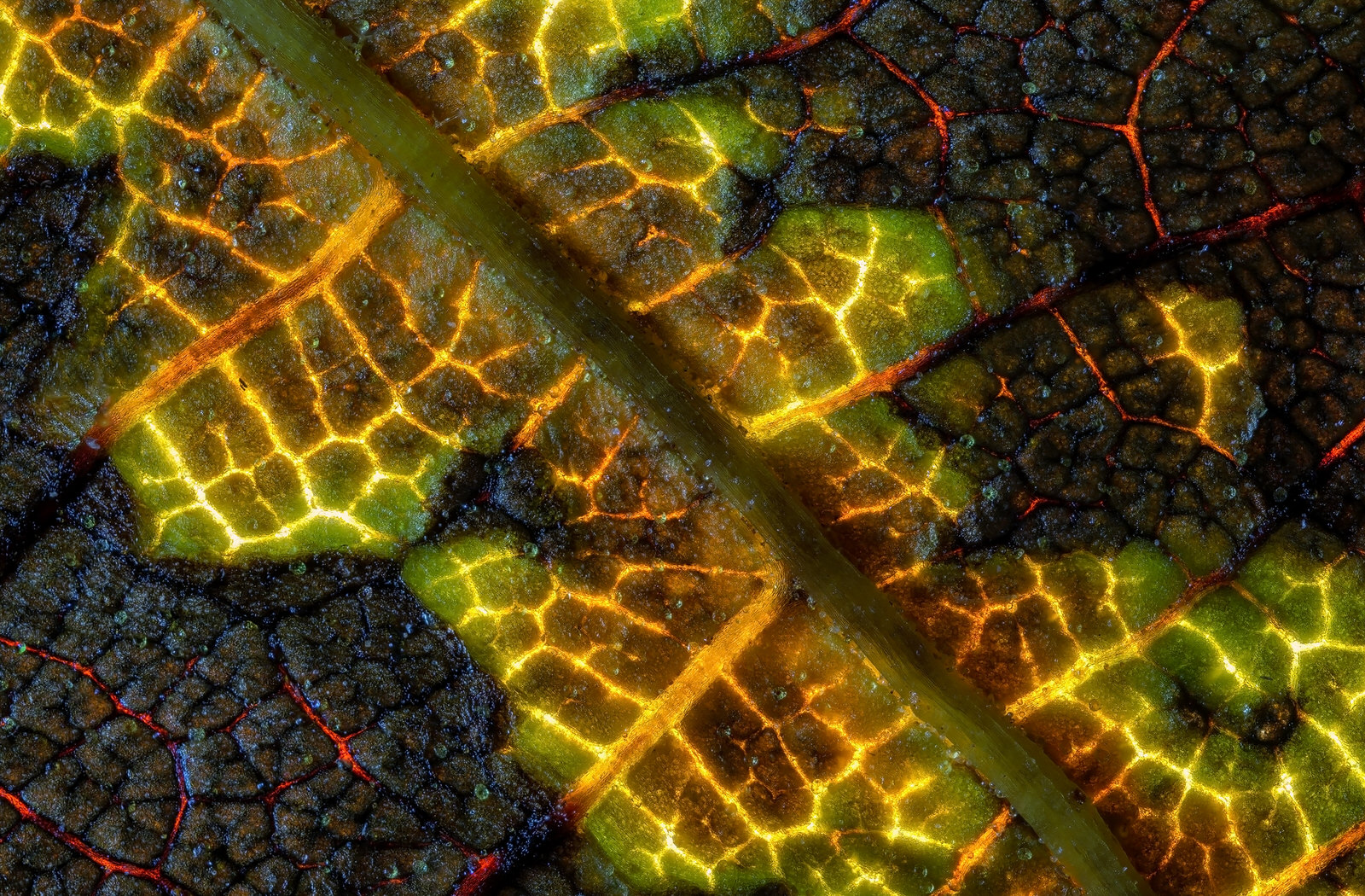 These Backlit, Macro Photos of Leaves Look Like Lava Landscapes | PetaPixel