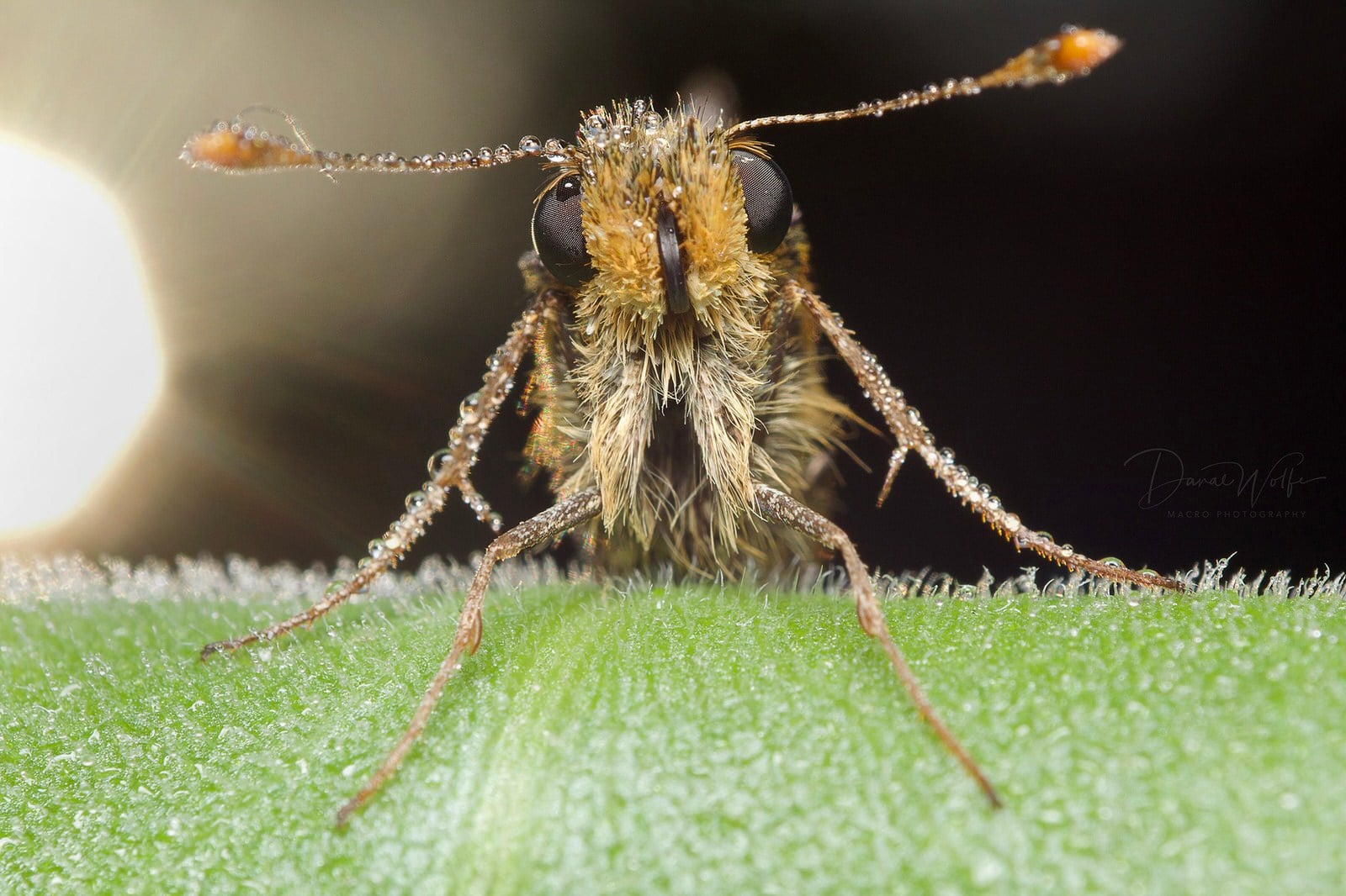 How to Photograph Bugs in Front of a Sunrise | PetaPixel