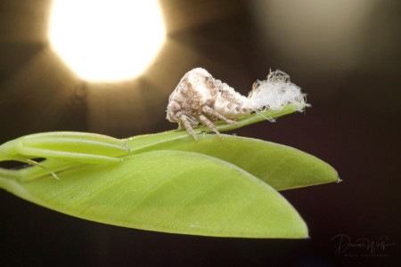 How to Photograph Bugs in Front of a Sunrise | PetaPixel