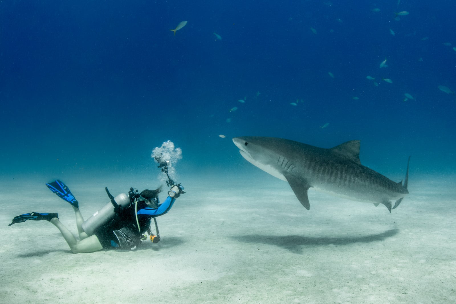 Photographing the Eye of the Tiger (Shark) | PetaPixel