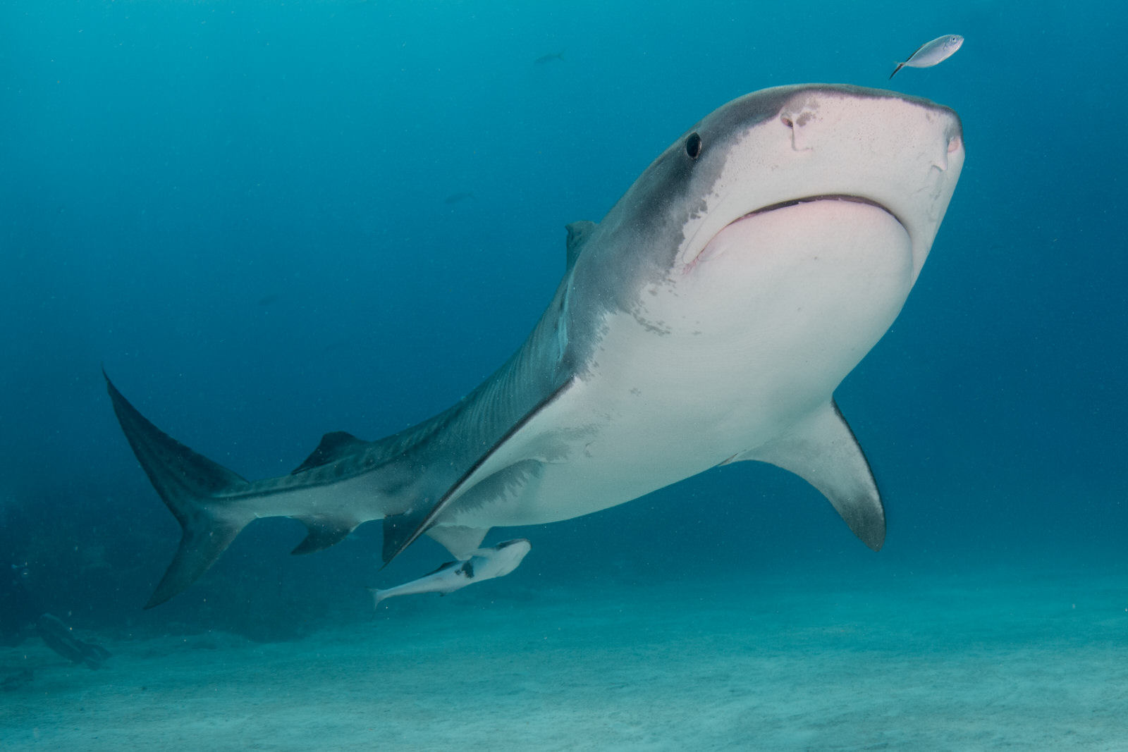 Photographing the Eye of the Tiger (Shark) | PetaPixel