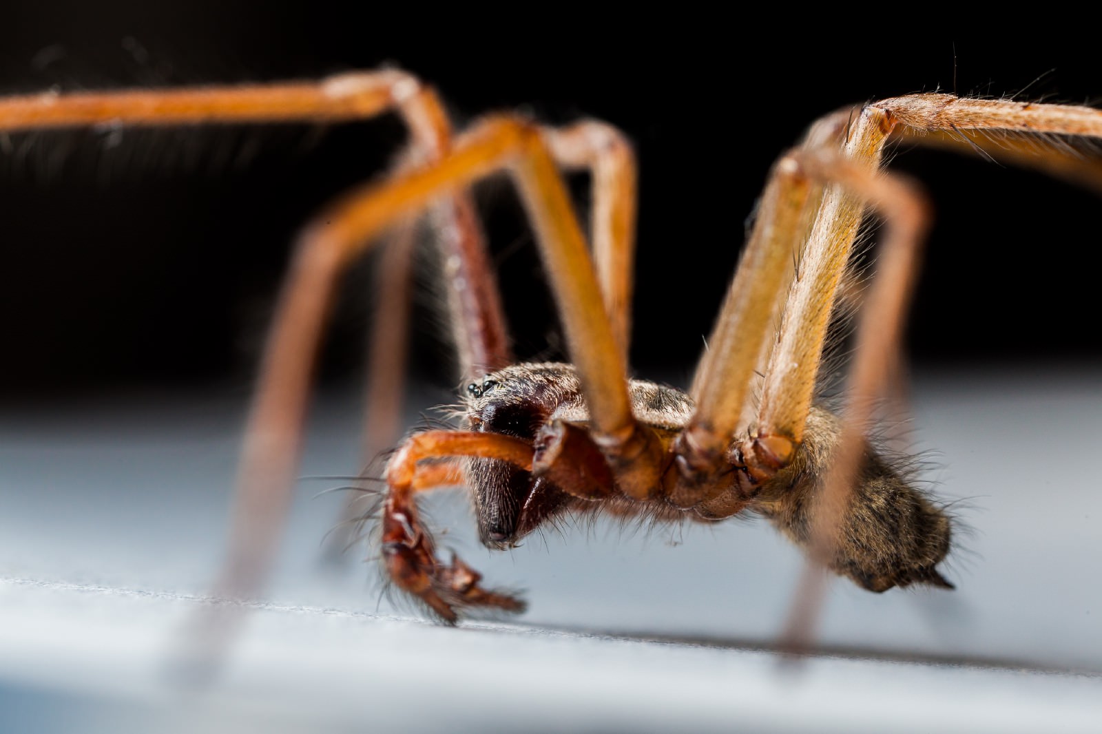 A Message from a Spider to Arachnophobes | PetaPixel