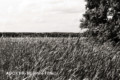 ADOX HR-50 is a New Monochrome Film for 35mm, 120, and 4x5 | PetaPixel