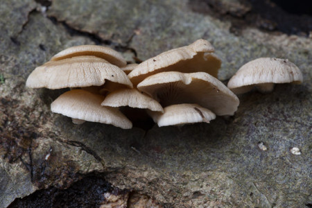 How a Fun Guy Goes to the Woods and Photographs Glowing Mushrooms ...