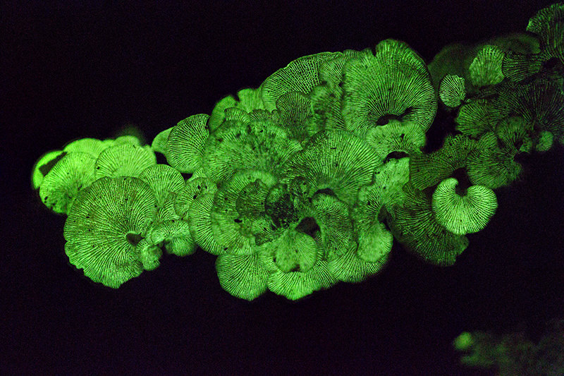How a Fun Guy Goes to the Woods and Photographs Glowing Mushrooms ...