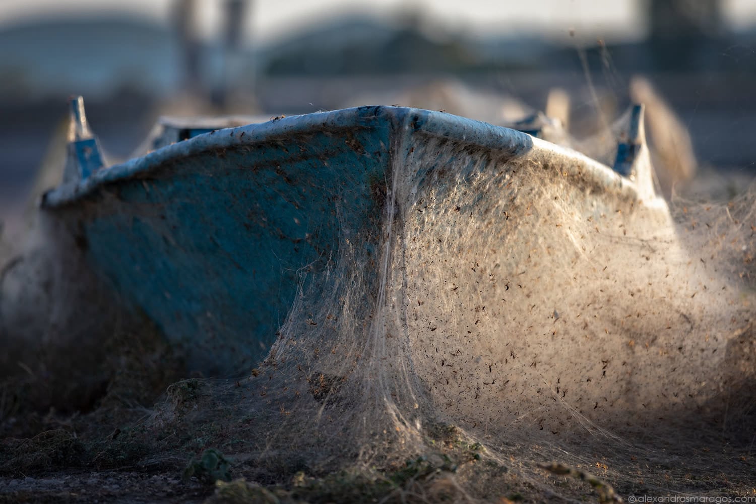 Photos of a Massive 1000-Foot Spider Web Blanketing a Greek Town ...