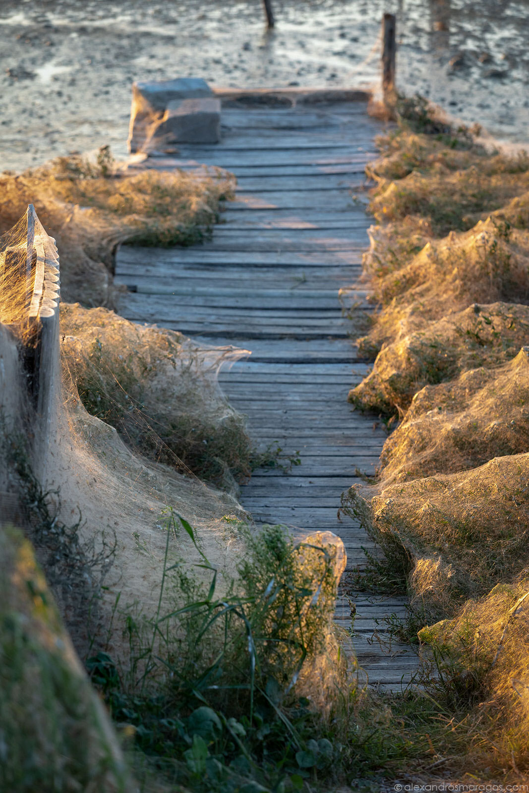 Photos of a Massive 1000-Foot Spider Web Blanketing a Greek Town ...