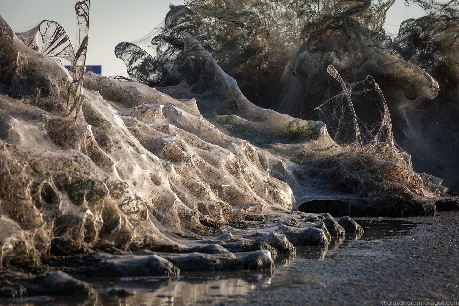 Photos of a Massive 1000-Foot Spider Web Blanketing a Greek Town ...