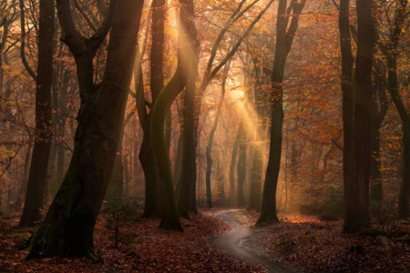 Photos of Golden Autumn in the Netherlands | PetaPixel