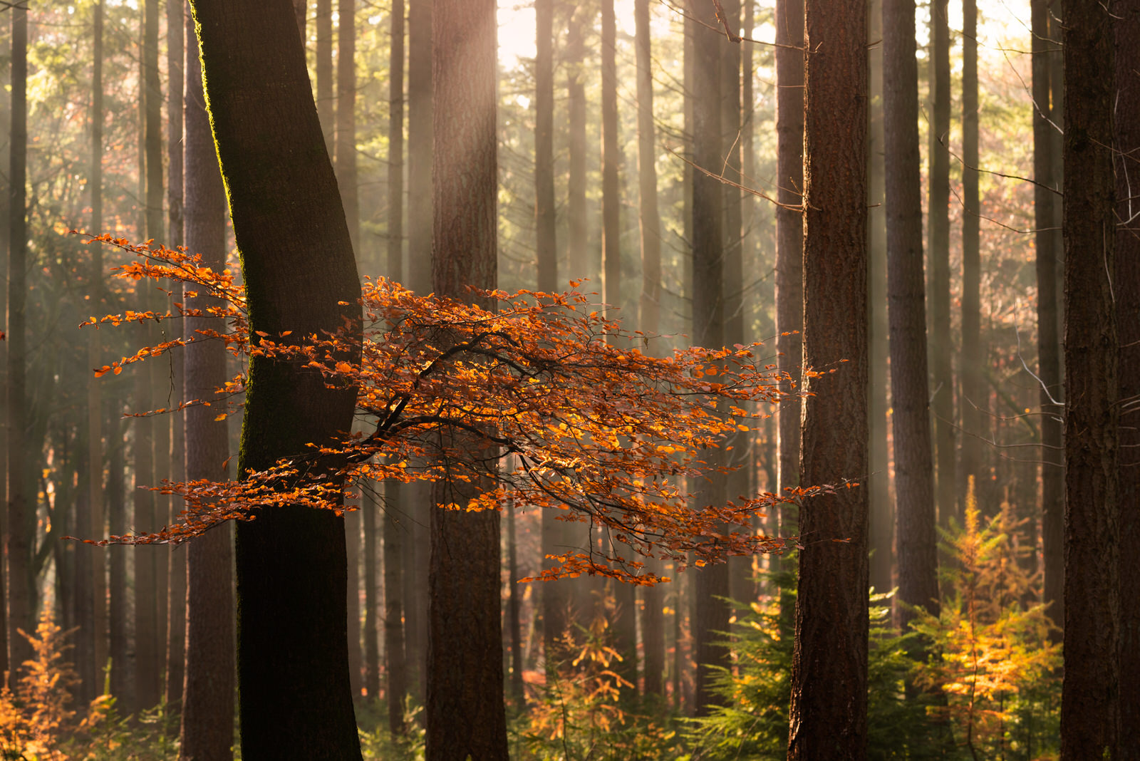Photos of Golden Autumn in the Netherlands | PetaPixel