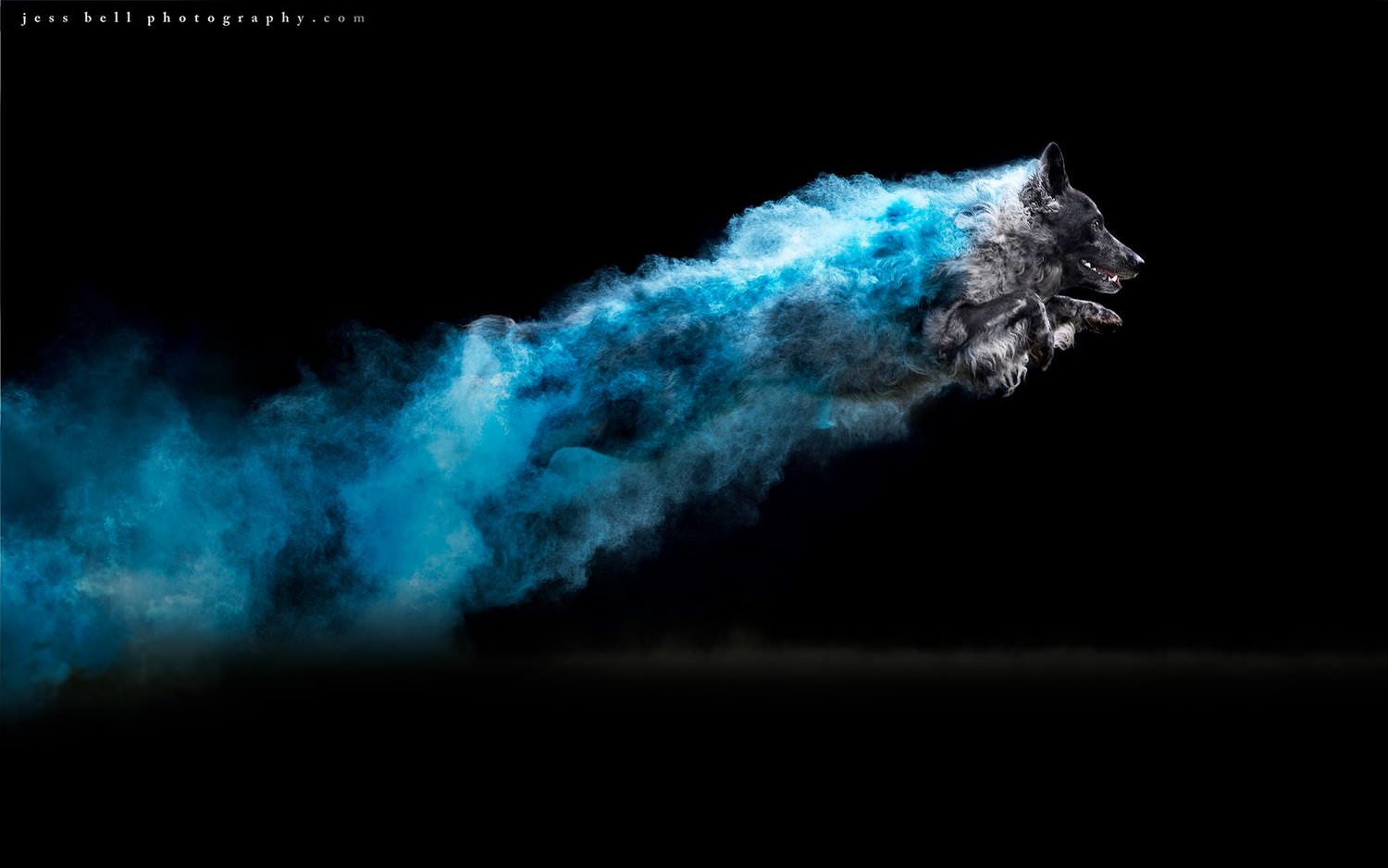 Photos of Dogs Jumping with Colorful Powder Trails | PetaPixel