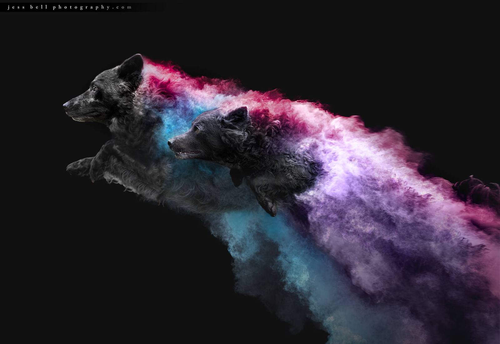 Photos of Dogs Jumping with Colorful Powder Trails | PetaPixel