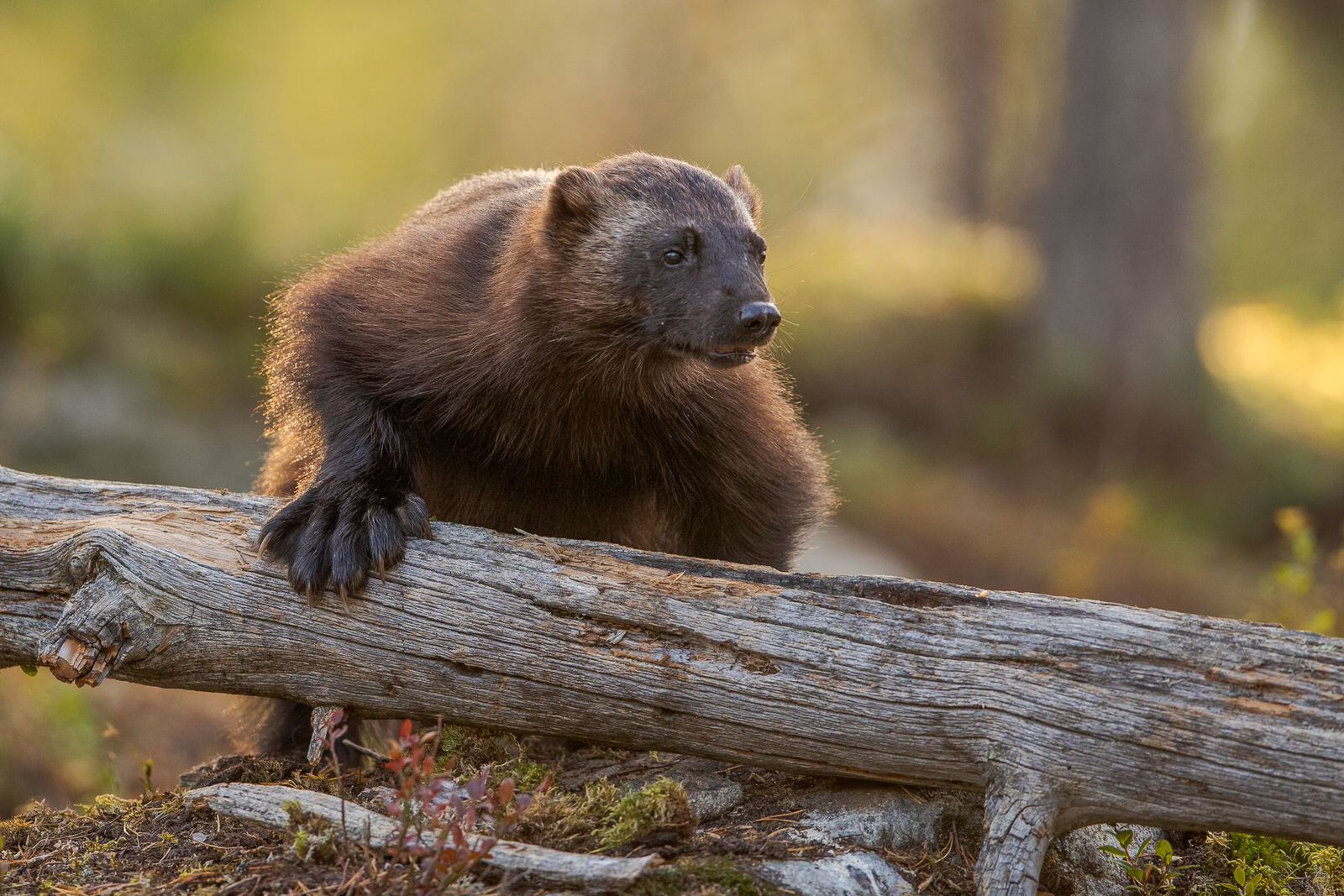 The Long Wait for a Chance to Photograph the Wolverine | PetaPixel