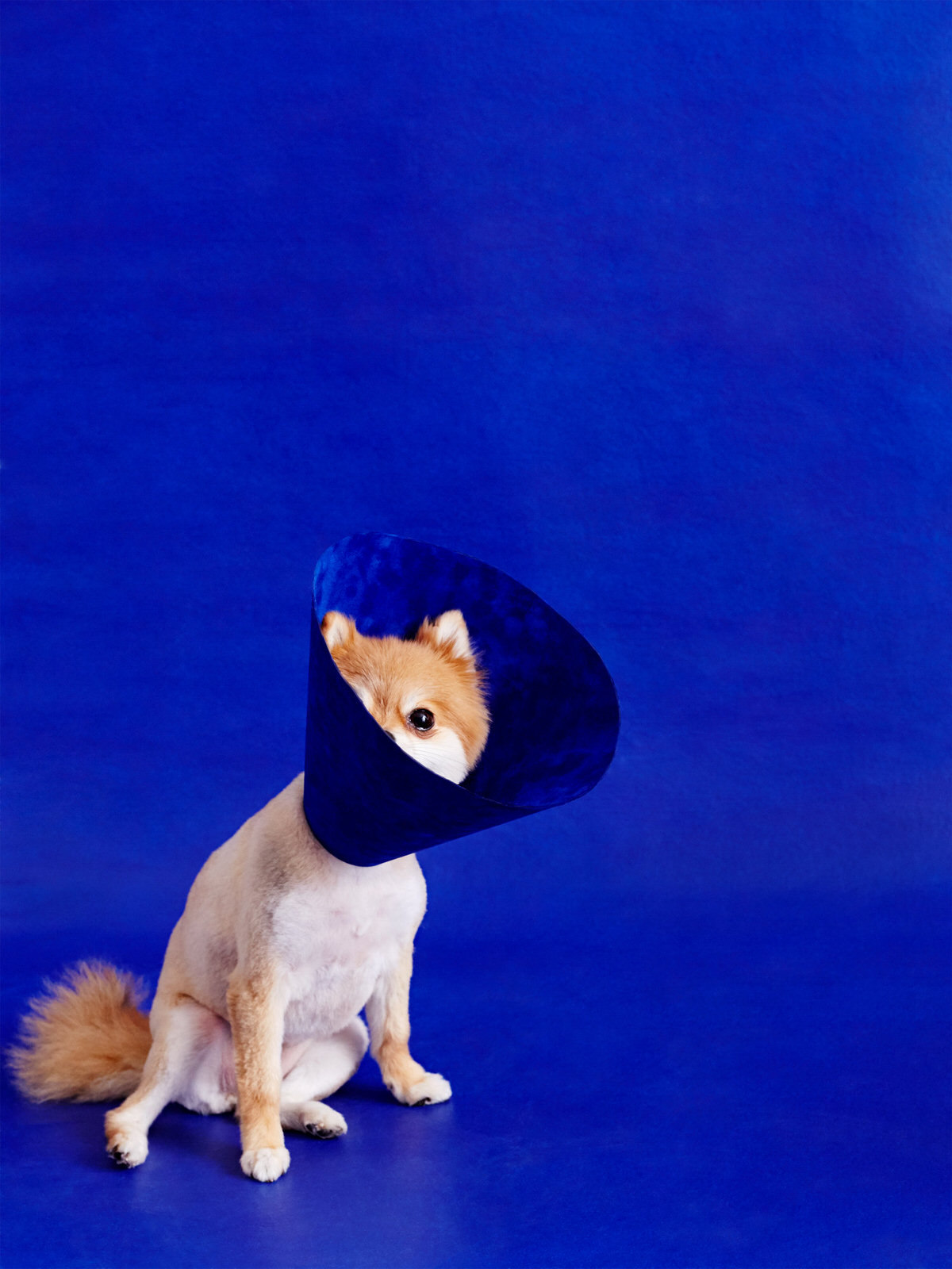 Photos of Dogs Wearing Custom Cones of Shame | PetaPixel