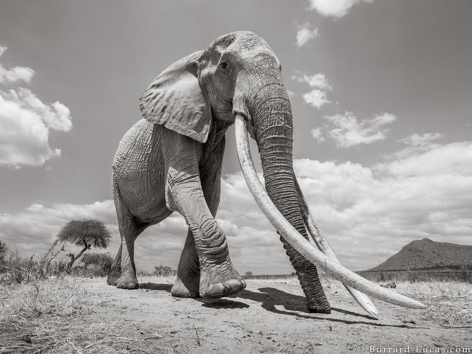 Shooting the Last Photos of the Rare 'Queen of the Elephants' | PetaPixel
