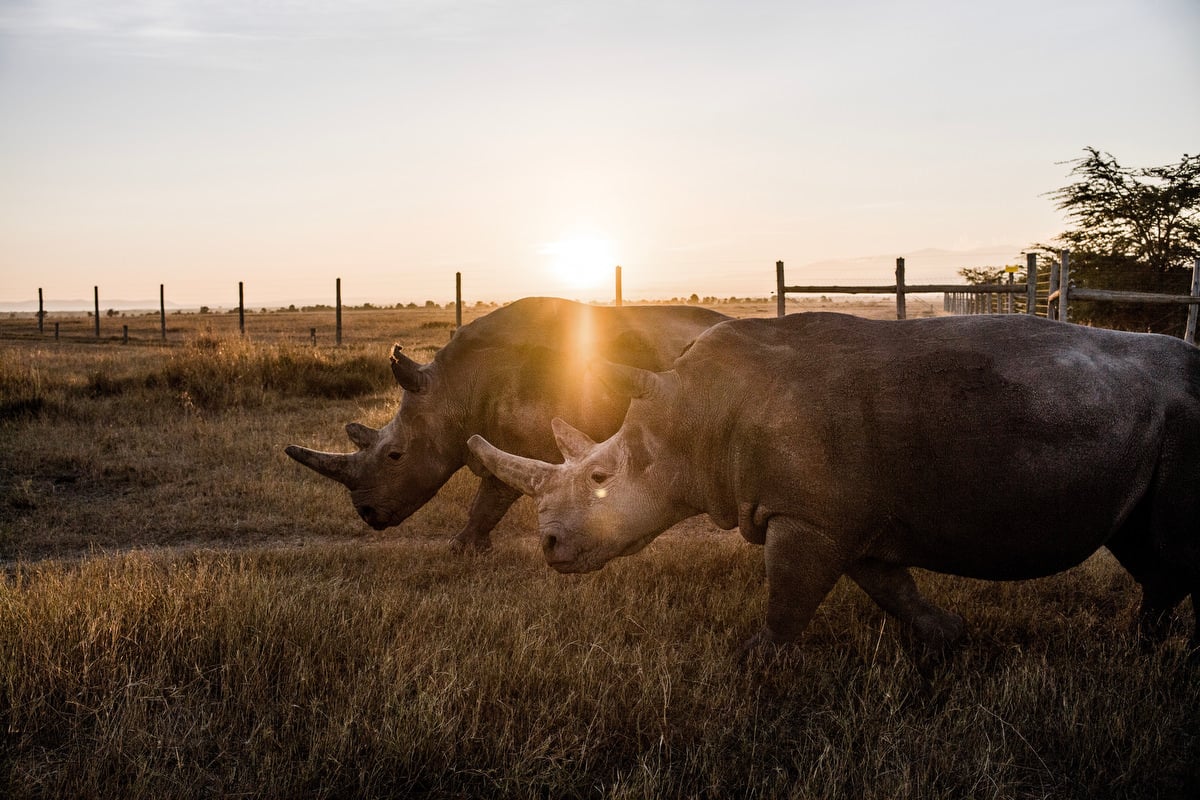 Photographing the Last Two Northern White Rhinos on Earth | PetaPixel