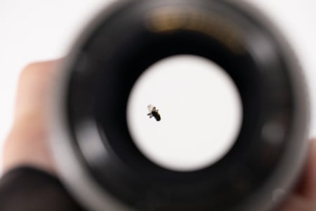 The Mystery of the Fly in the $2,100 'Weathersealed' Lens | PetaPixel