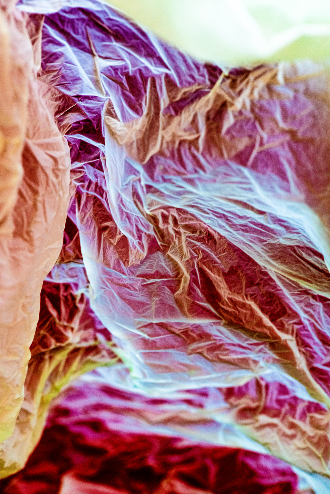 5 Macro Photo Ideas to Shoot at Home | PetaPixel