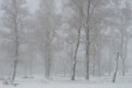Low Contrast Photography and How to Correct it in Post-Processing ...