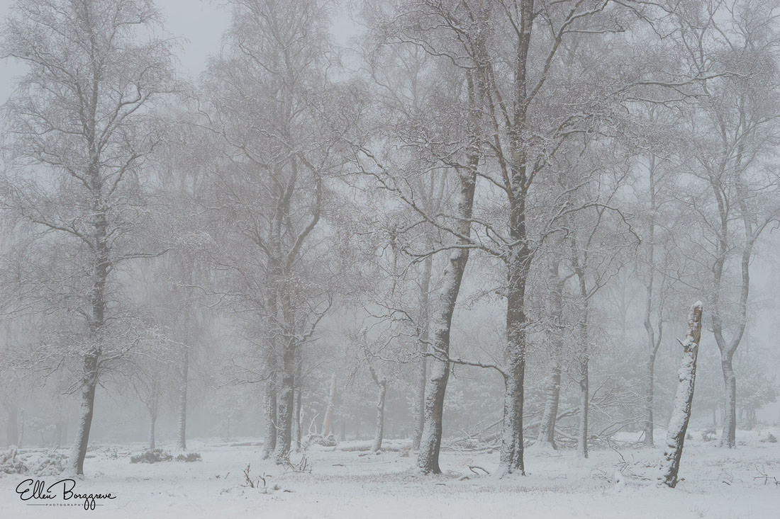Low Contrast Photography and How to Correct it in Post-Processing ...