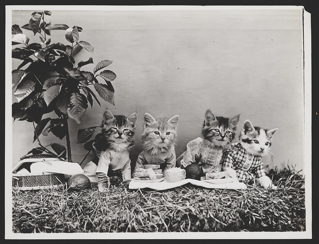 Vintage Photos of Cats Doing Human Things | PetaPixel