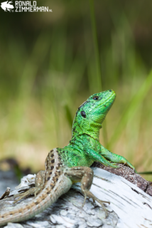 How to Photograph Wild Amphibians and Reptiles Safely and Ethically ...