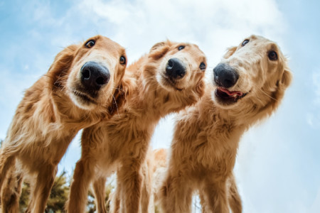 23 of the Best Dog Photos of 2019 | PetaPixel
